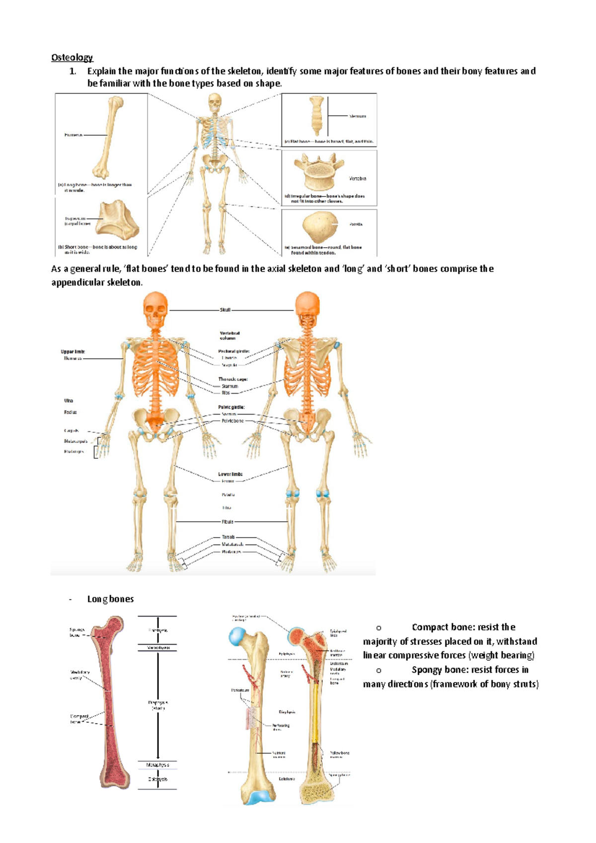 Spot test notes - Osteology 1. Explain the major functions of the ...