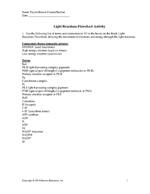 Light Reactions Flowchart Activity - Name ...