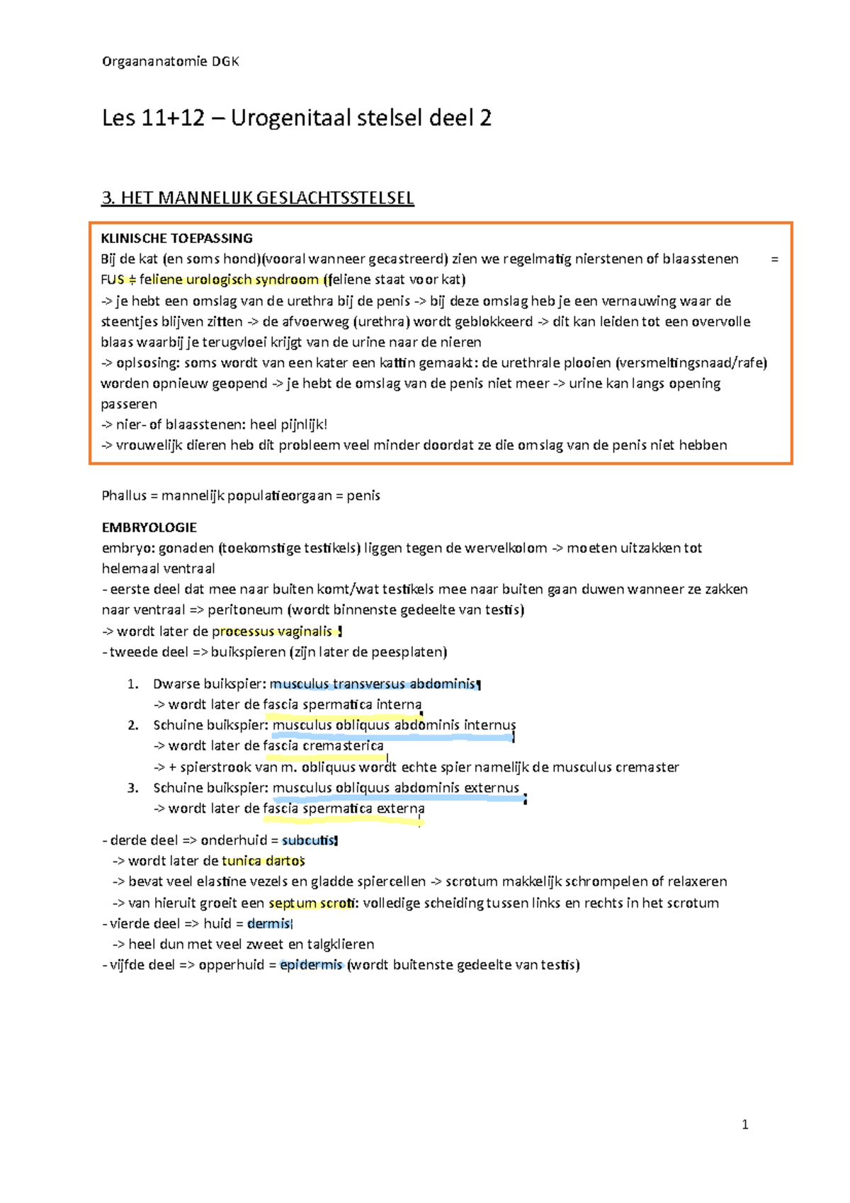 H11+12 - Urogenitaal stelsel deel 2 - Les 11+12 – Urogenitaal stelsel ...
