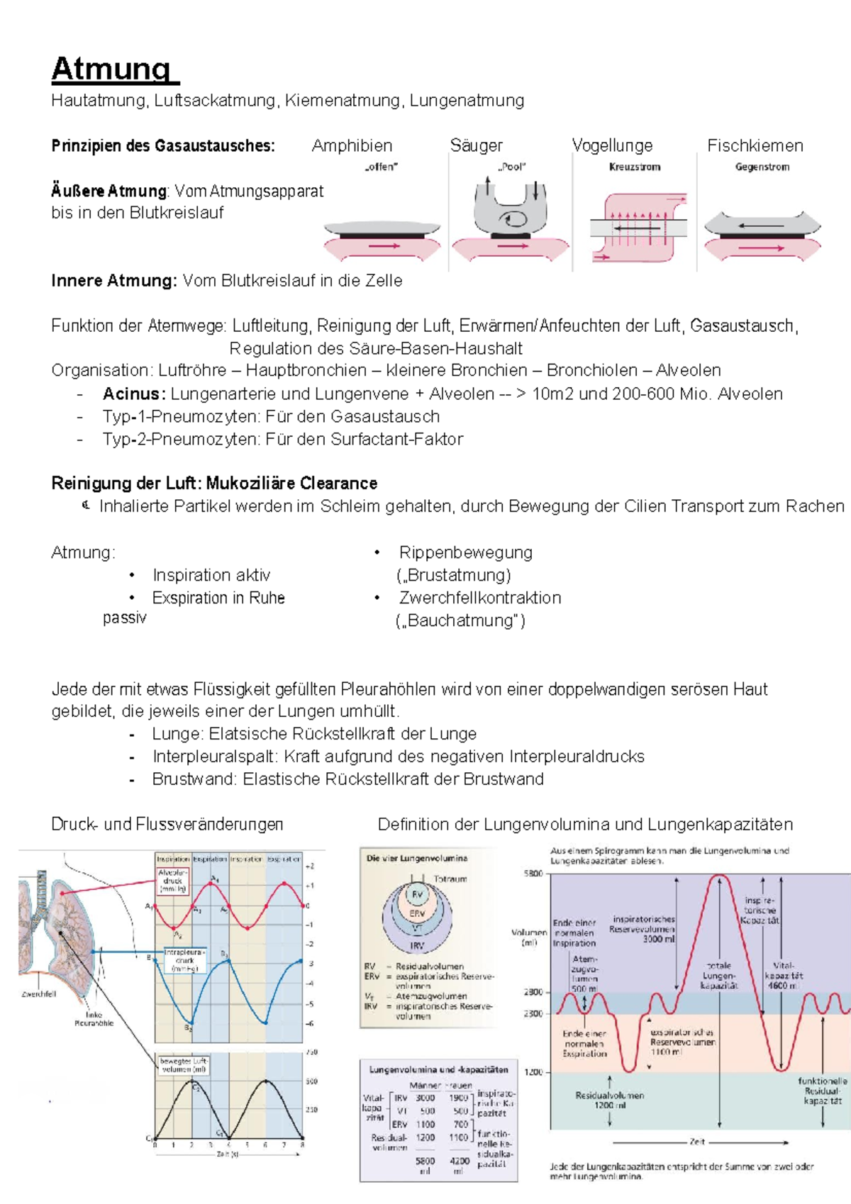 Atmung - Zusammenfassung Anatomie, Physiologie und Pathophysiologie I ...