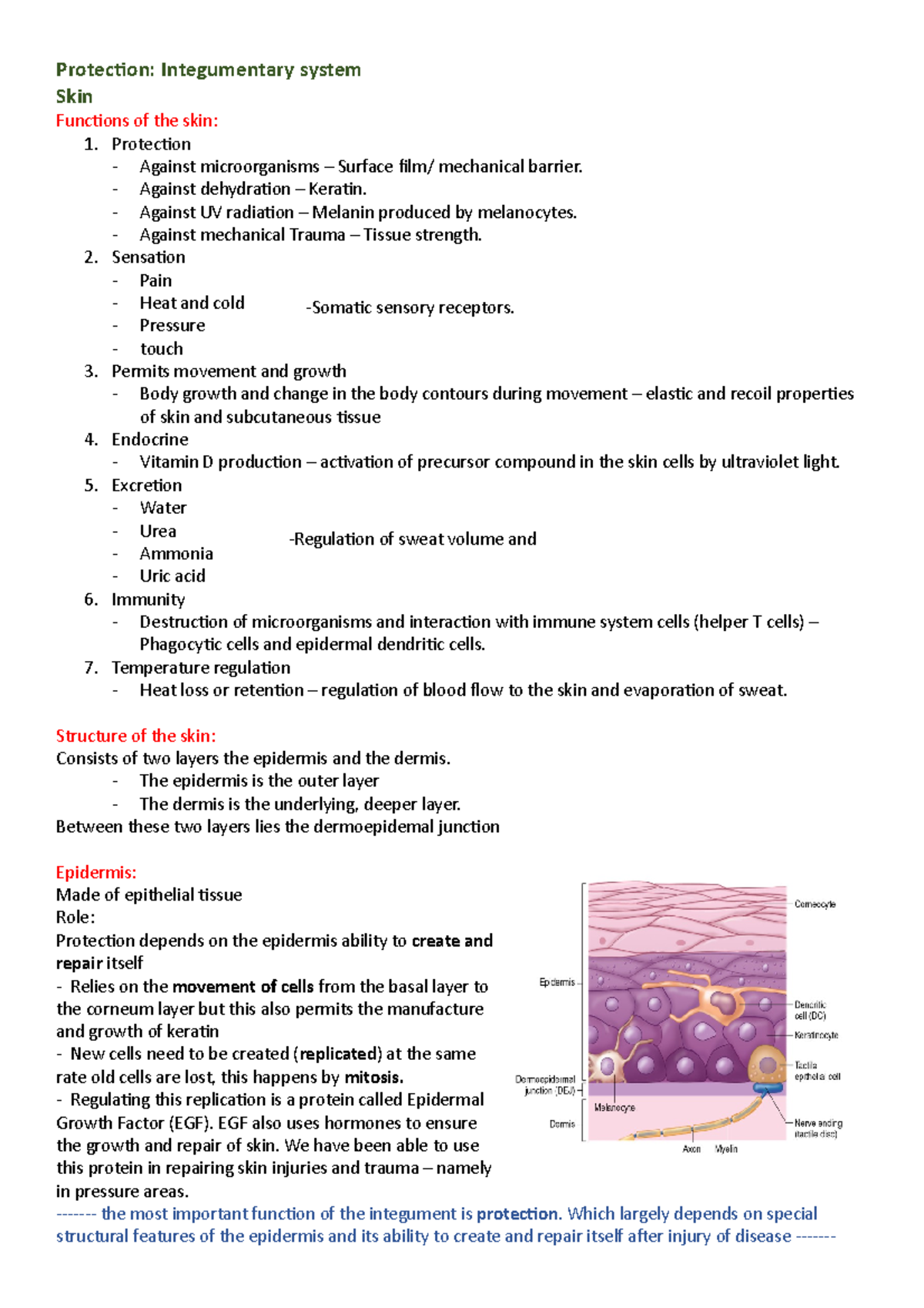 Study guide- term 2 exam - Protection: Integumentary system Skin ...