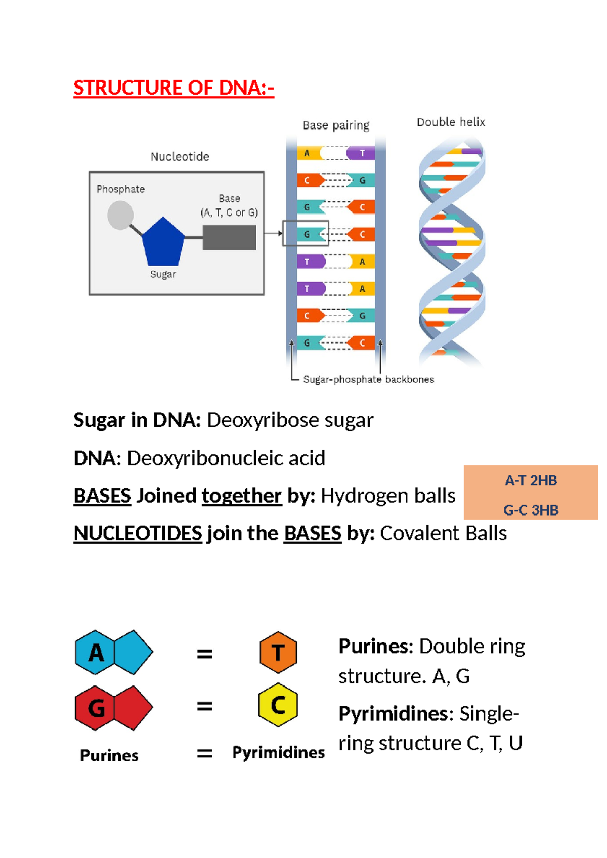 Revision Sheeet FOR Formative Assessment - STRUCTURE OF DNA:- Sugar in ...