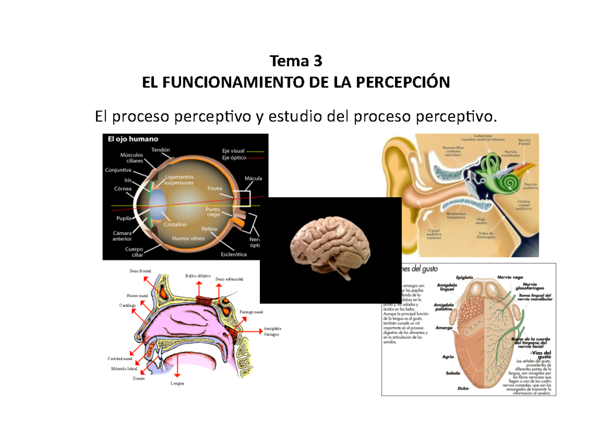 Diapositivas Tema 3 - Tema EL FUNCIONAMIENTO DE LA PERCEPCIÓN El ...