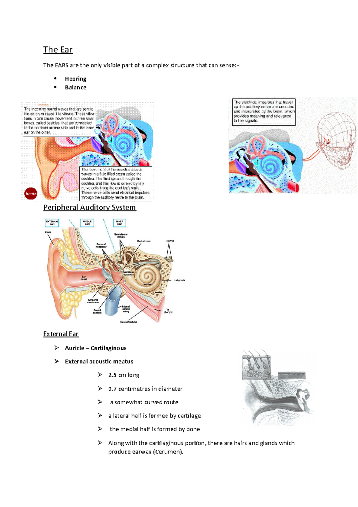 The Ear - Closer look at the Ear and it's anatomy. - The Ear The EARS ...