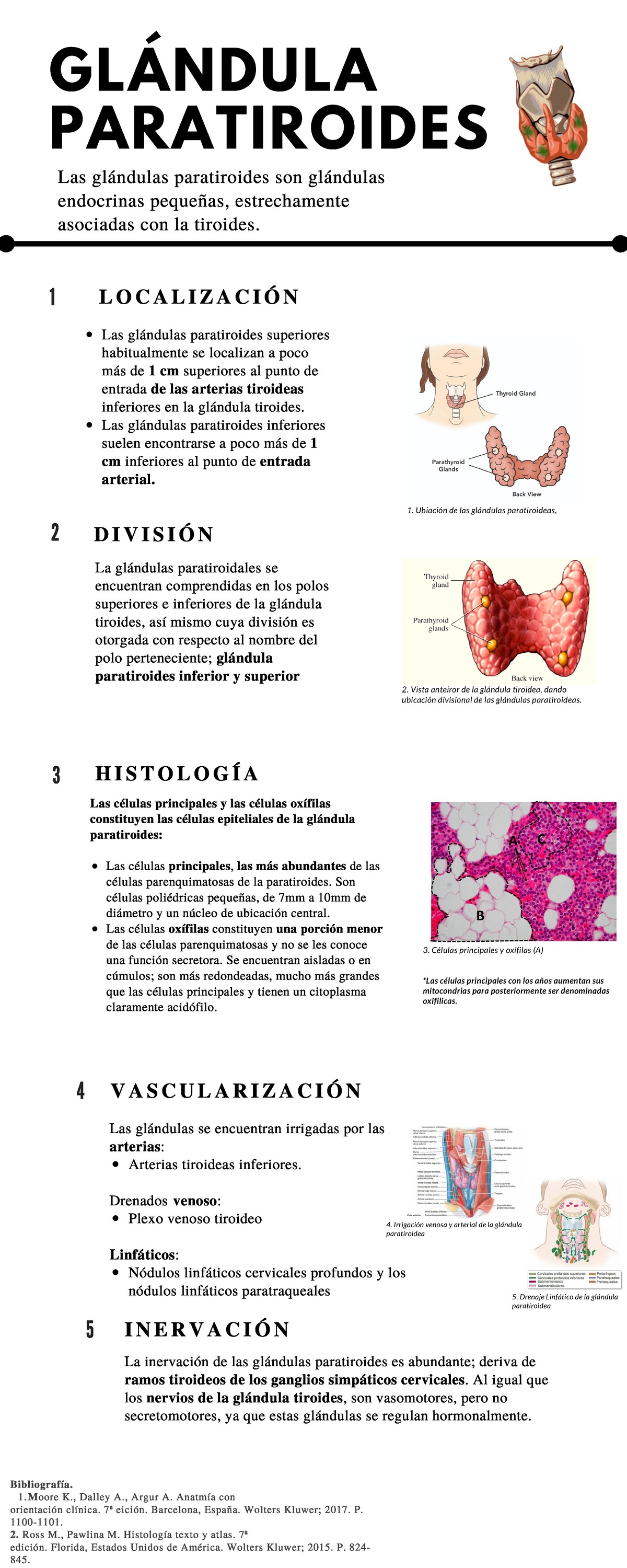 Anatomía de la glándula paratiroides. - 1 LOCALIZACIÓN Las glándulas ...