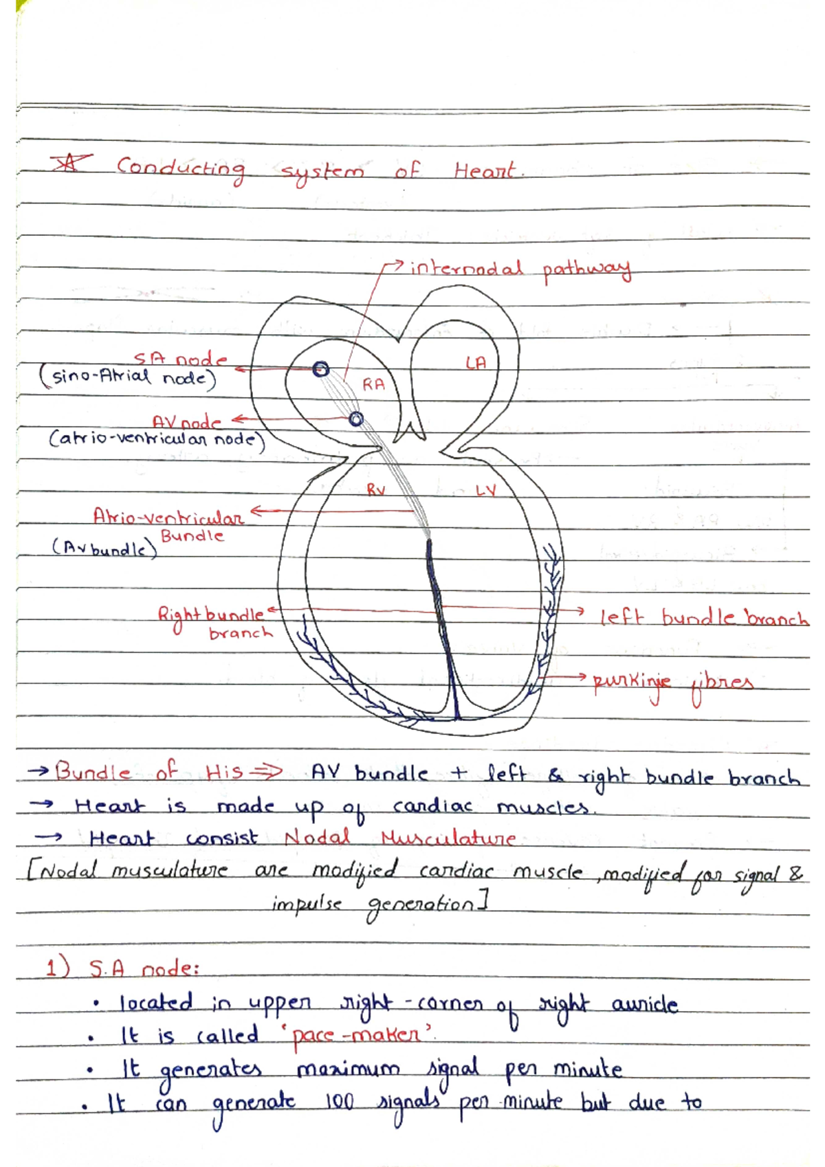 Cardiac conduction notes 30 october '23 - Conducting system of Heart ...