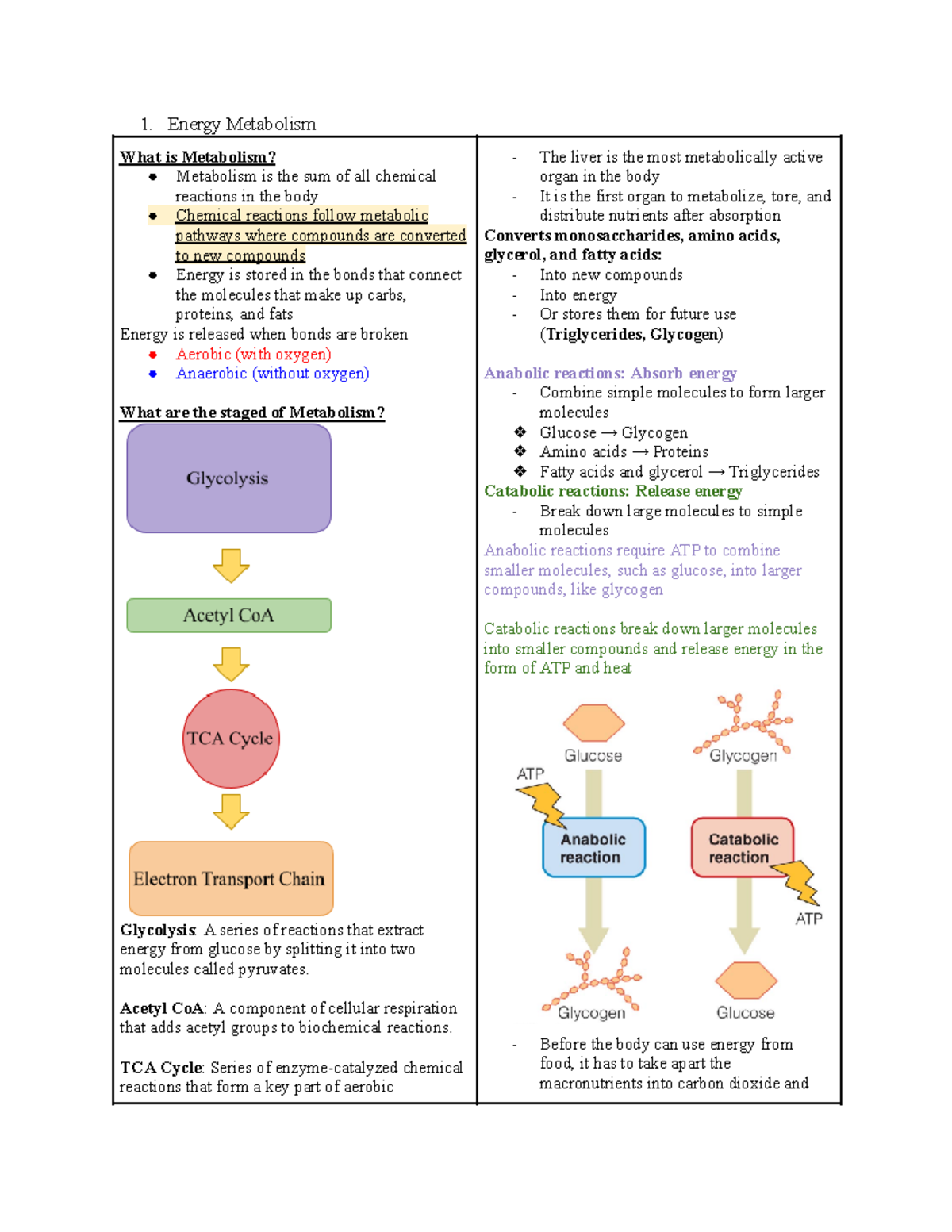 Nutrition 223 Study Guide - 1. Energy Metabolism What is Metabolism ...