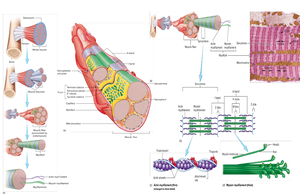 Balance in Plating - Sandra Mula - What is Food Plating? Food plating ...