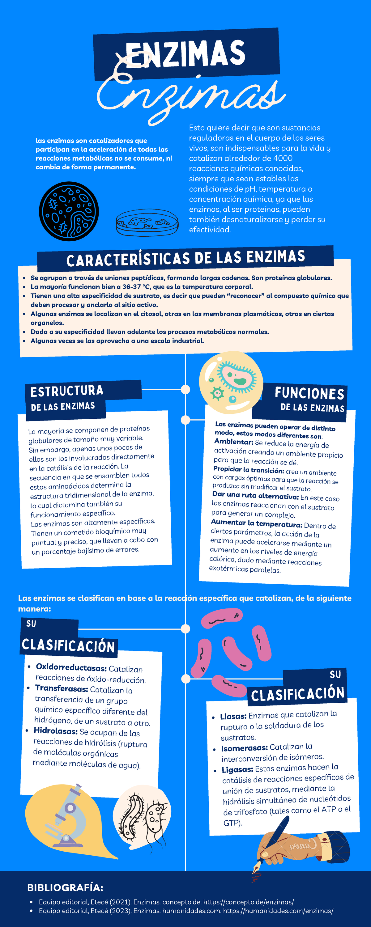 Infografía - Enzimas pdf. - Liasas: Enzimas que catalizan la ruptura o ...