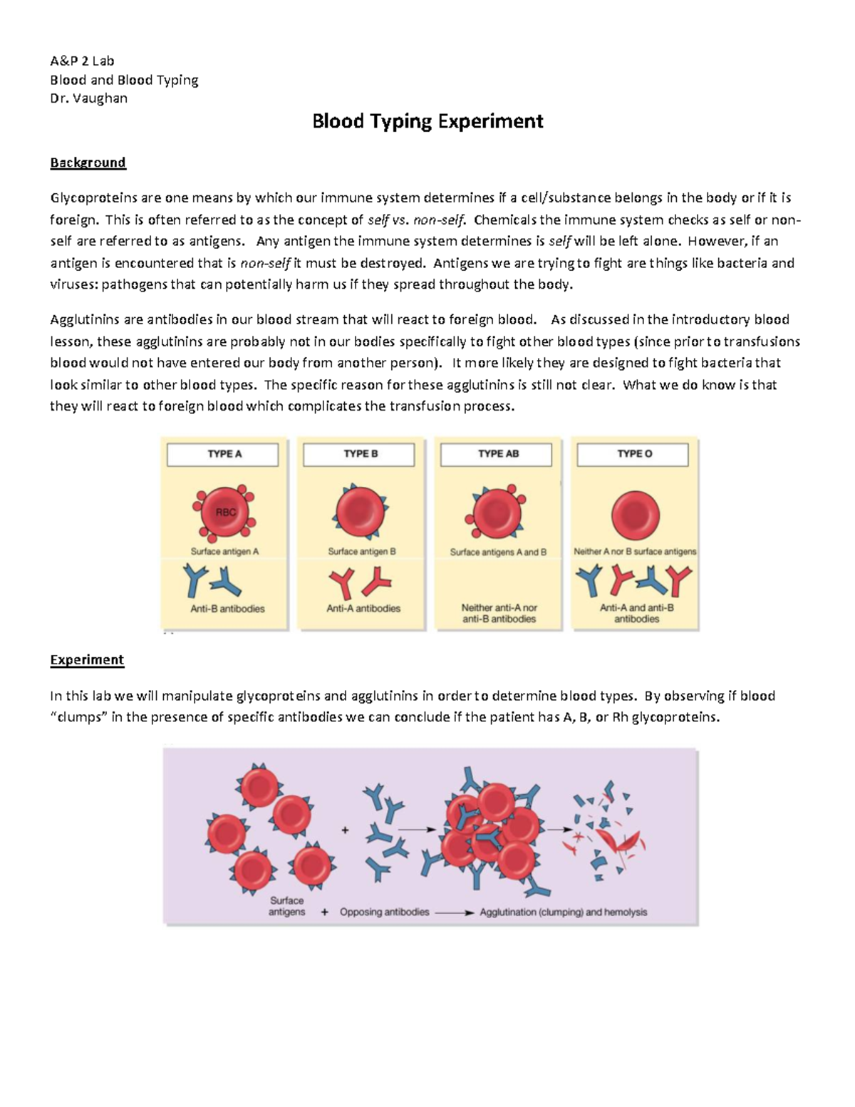Blood+Typing+Experiment - Blood and Blood Typing Dr. Vaughan Blood Typing Experiment Background ...