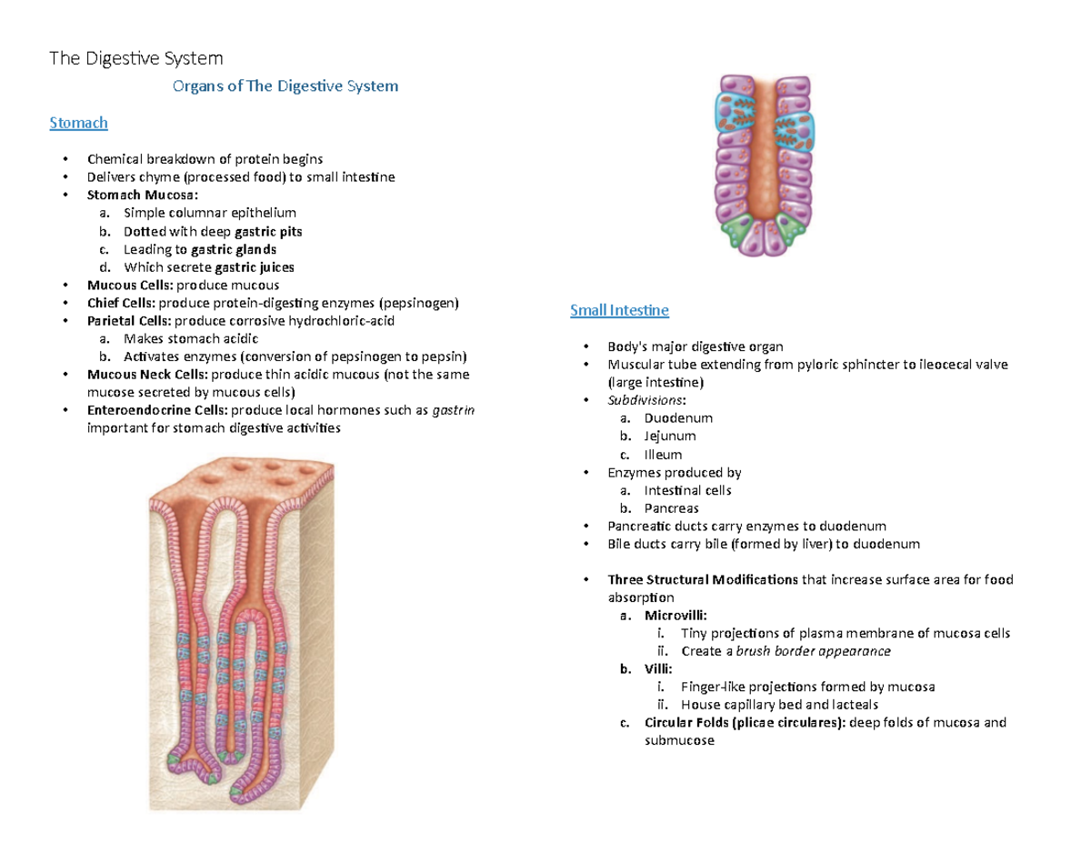 ANAT 1053 Test 4 - The Diges)ve System Organs of The Diges/ve System ...