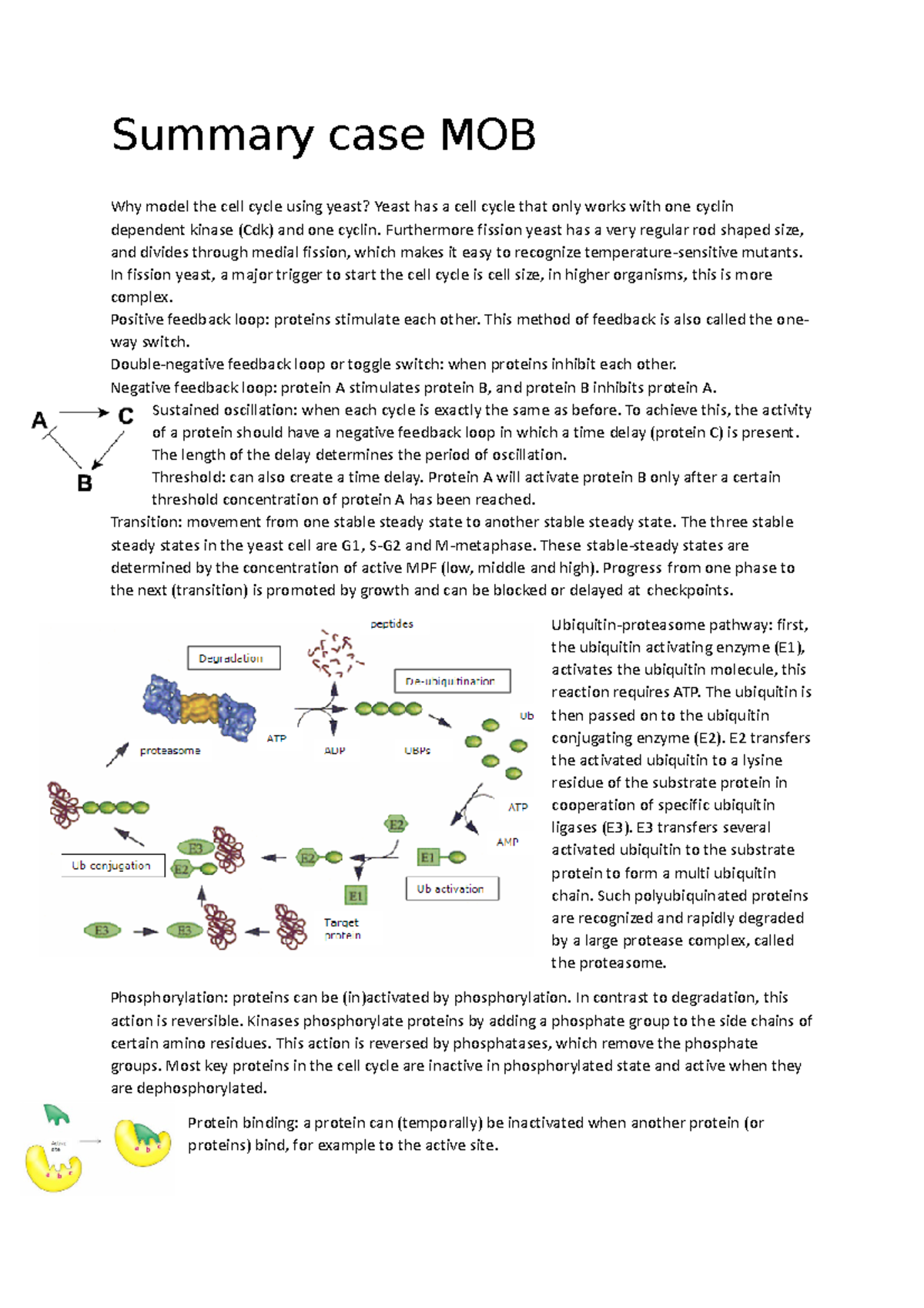 Summary case MOB - Summary case MOB Why model the cell cycle using ...