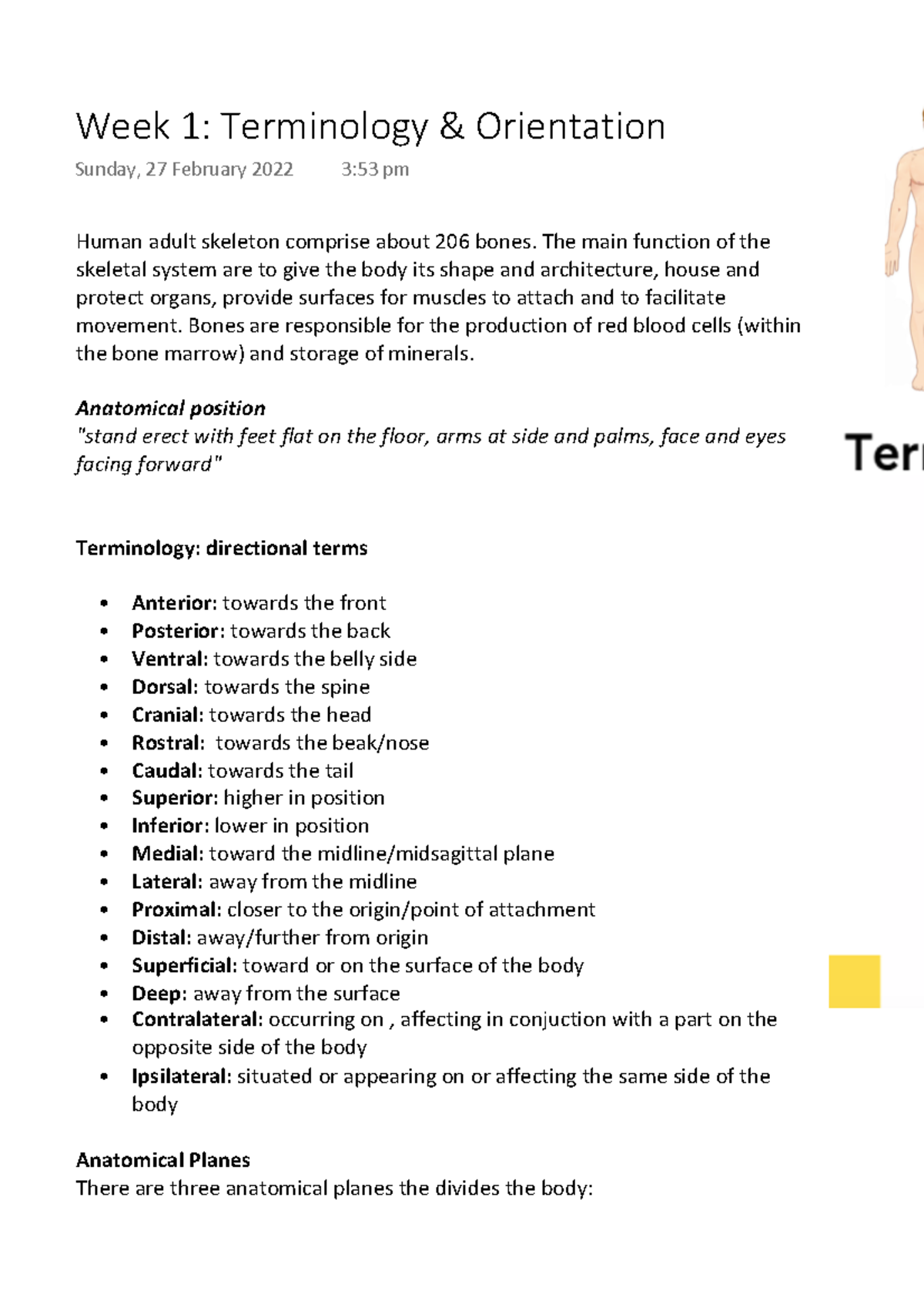 Week 1 Terminology & Orientation - Human adult skeleton comprise about ...