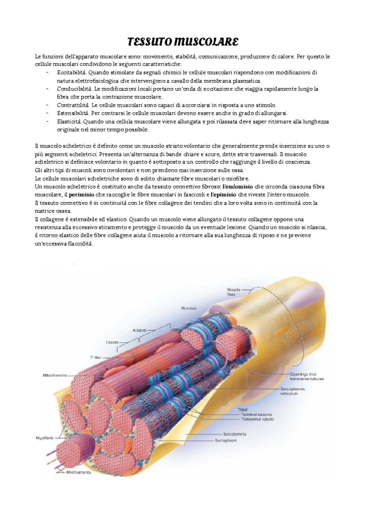 Tessuto muscolare - TESSUTO MUSCOLARE Le funzioni dell'apparato ...