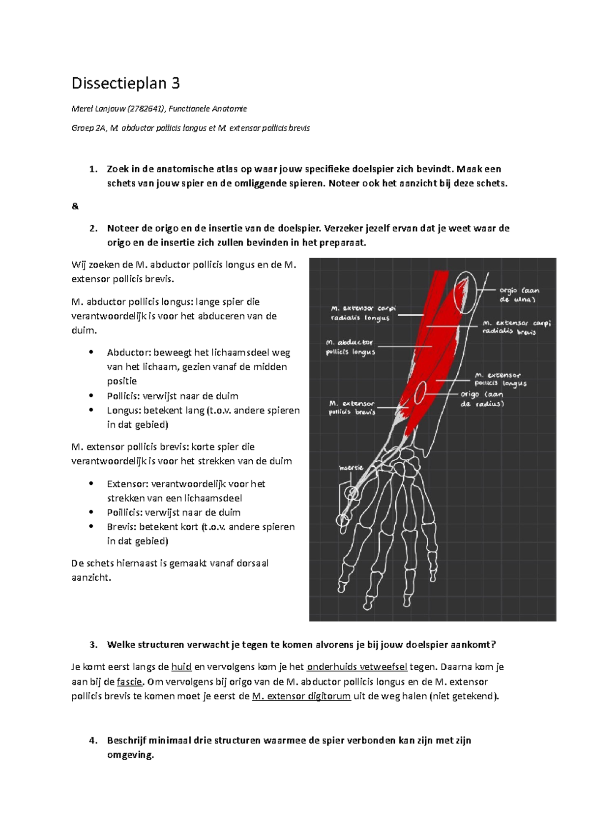 Dissectieplan 3 - abductor pollicis longus et M. extensor pollicis ...