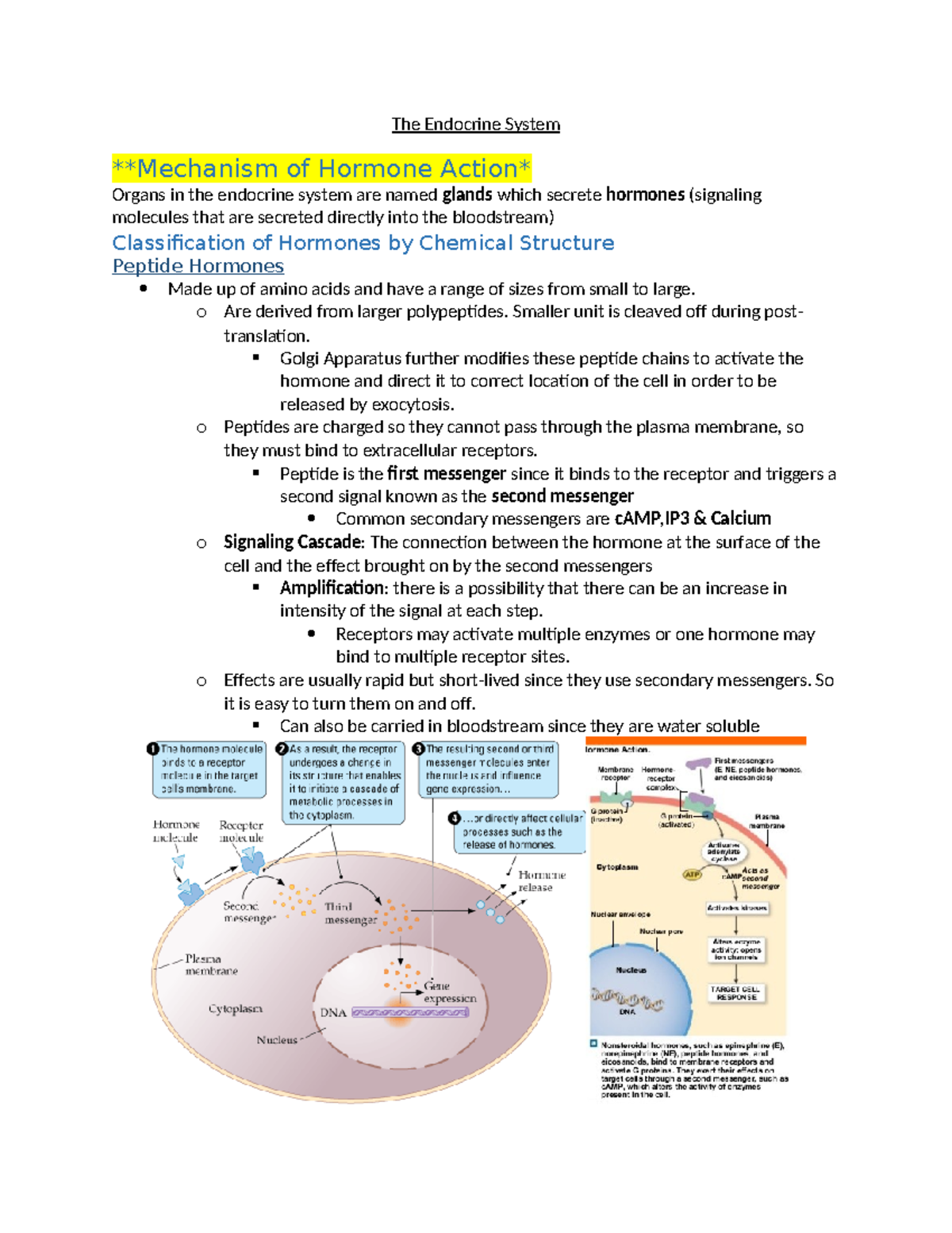 The Endocrine System - MCAT BIOLOGY PREPARATION MATERIAL - The ...