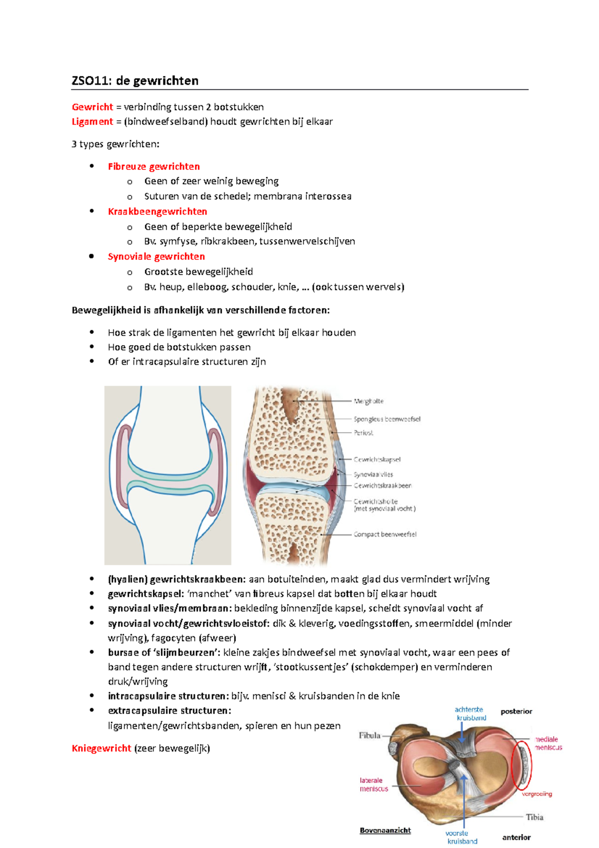 ZSO11 - Anatomie - ZSO11: de gewrichten Gewricht = verbinding tussen 2 ...