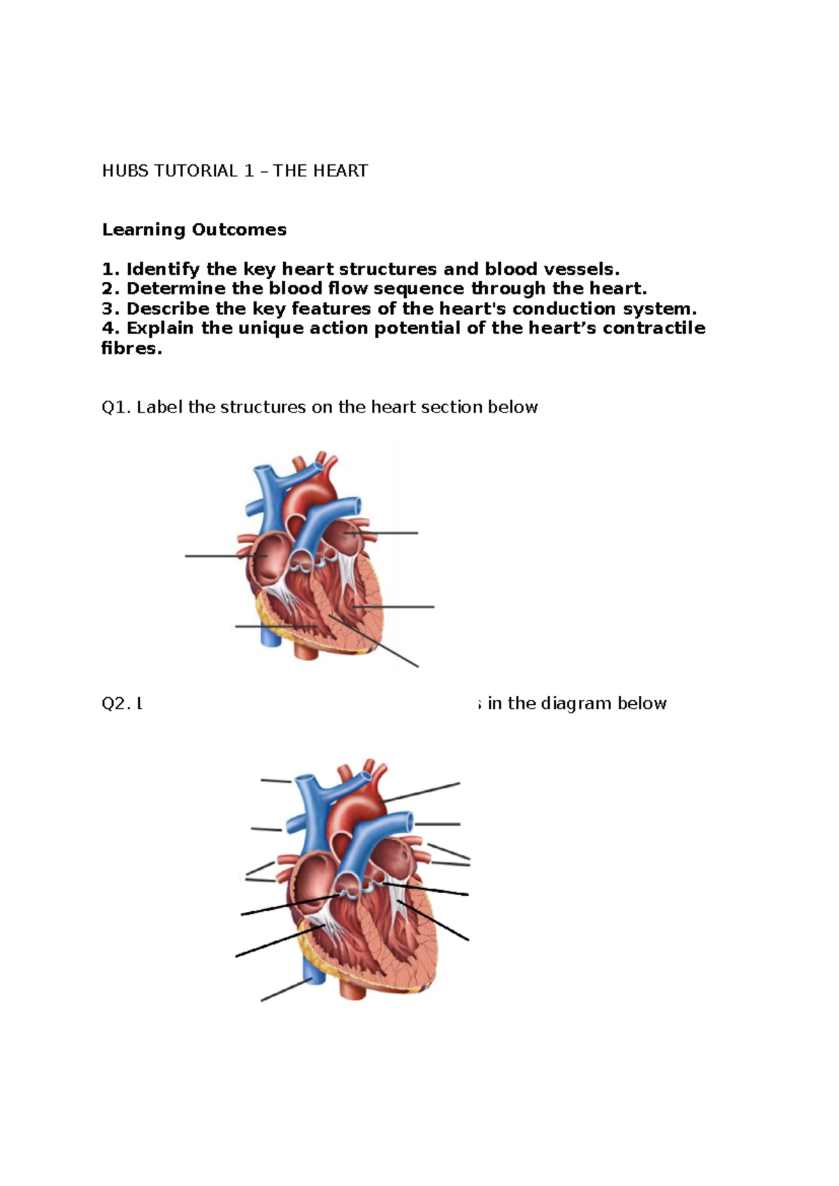 HUBS Tutorial 1 - HUBS TUTORIAL 1 – THE HEART Learning Outcomes ...