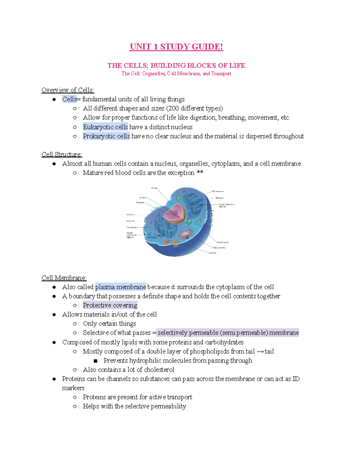UNIT%201%20 Study%20 Guide - UNIT 1 STUDY GUIDE! THE CELLS; BUILDING ...