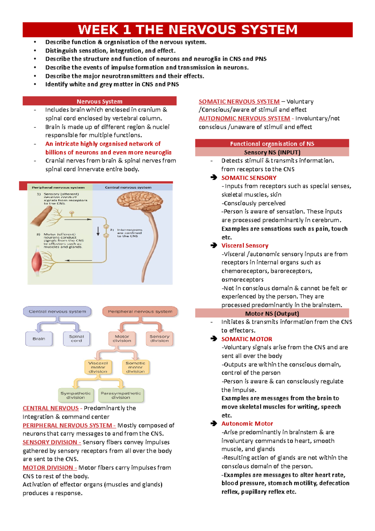 Nervous System - WEEK 1 THE NERVOUS SYSTEM Describe function ...