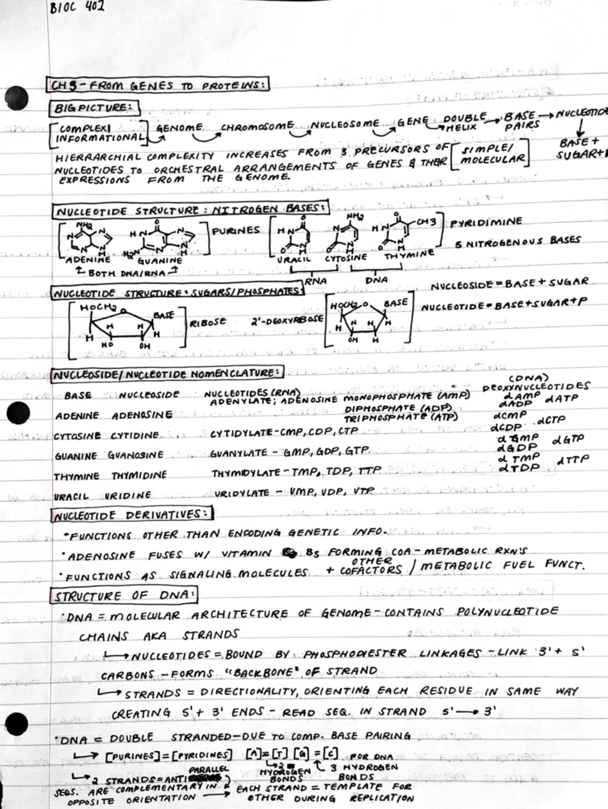 UNL BIOC 401 CH 3 NOTES - 4ol 9 FROM GENES 1 BIG PICT URE: , Leonor ...
