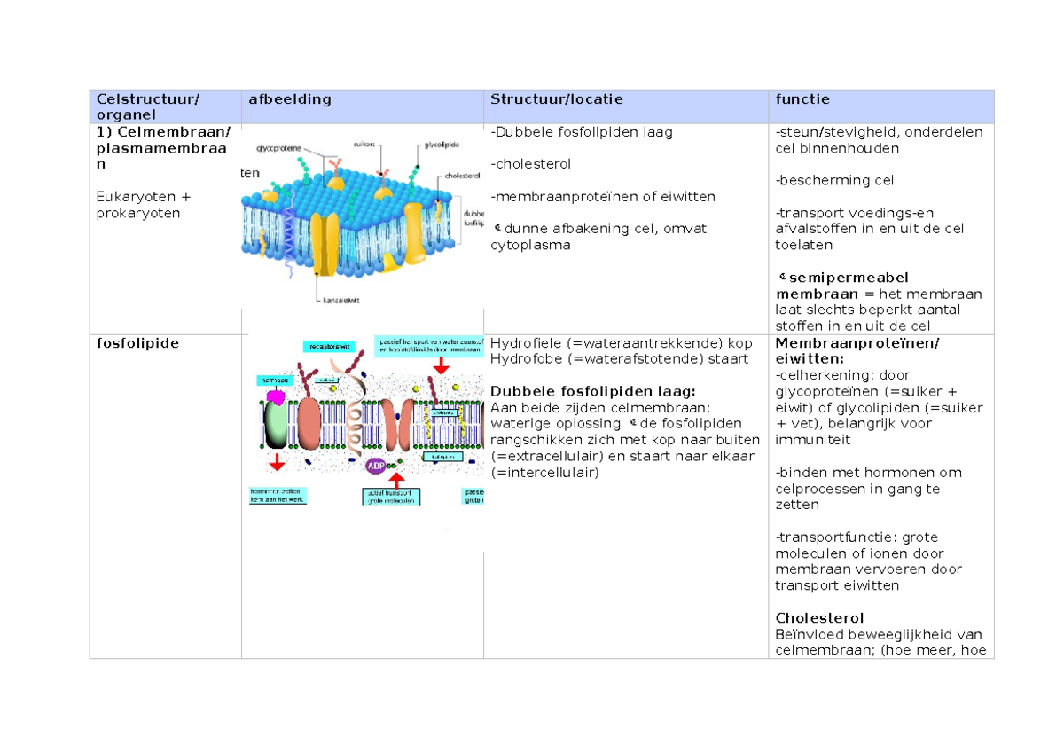 Overzicht celorganellen (structuur/locatie/functie) - Celstructuur ...