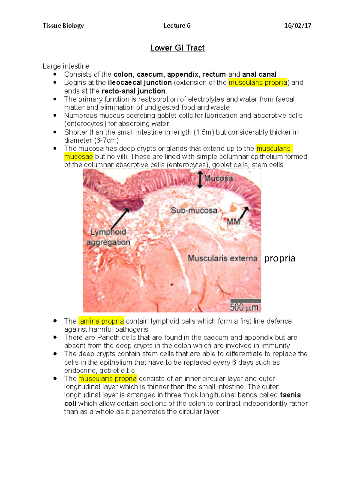 Lower GI Tract - Lecture notes 6 - Tissue Biology Lecture 6 16/02/17 ...