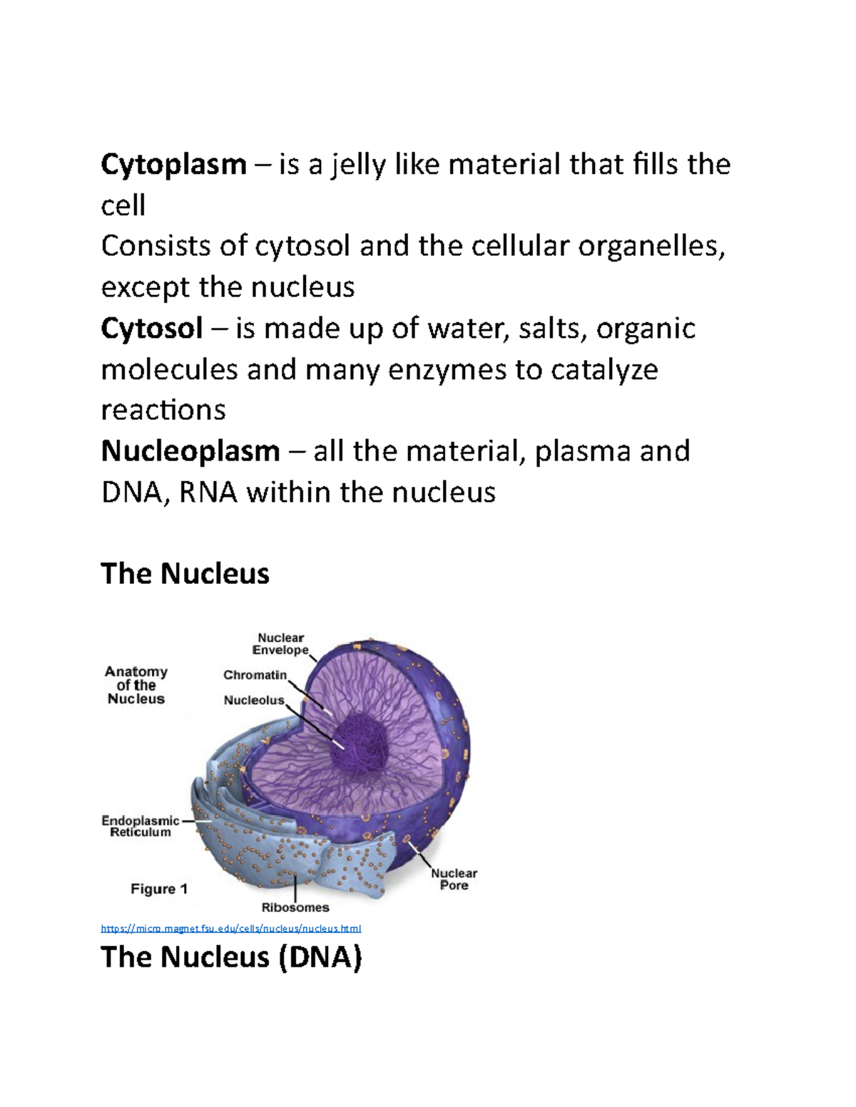 Nucleus and more summary - Biology I: Cells, Molecular Biology and ...