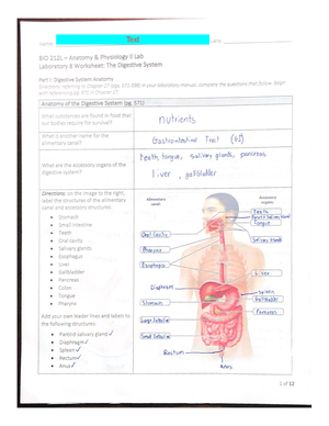 Urinary in-lab worksheet - 1. Plastinated Cadaver - Urinary System i ...