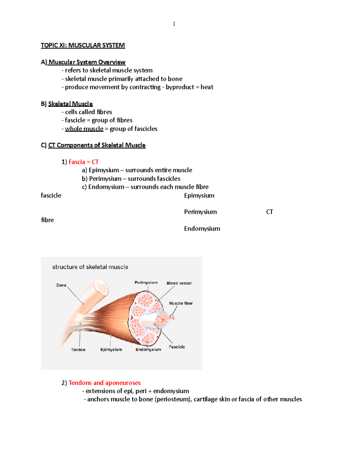 Topic XI Muscular System - TOPIC XI: MUSCULAR SYSTEM A) Muscular System ...