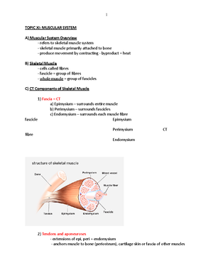 1410 Sample 2023 - BIOL 1410 ANATOMY OF THE HUMAN BODY SAMPLE EXAM ...