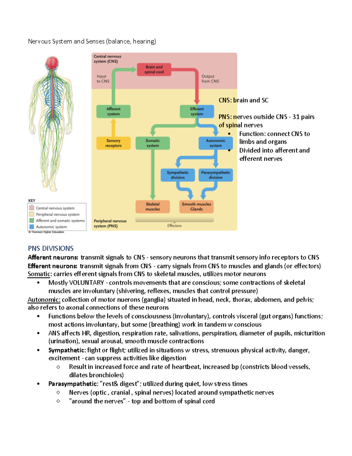 Nervous System and Senses (balance, hearing) - PNS DIVISIONS Afferent ...