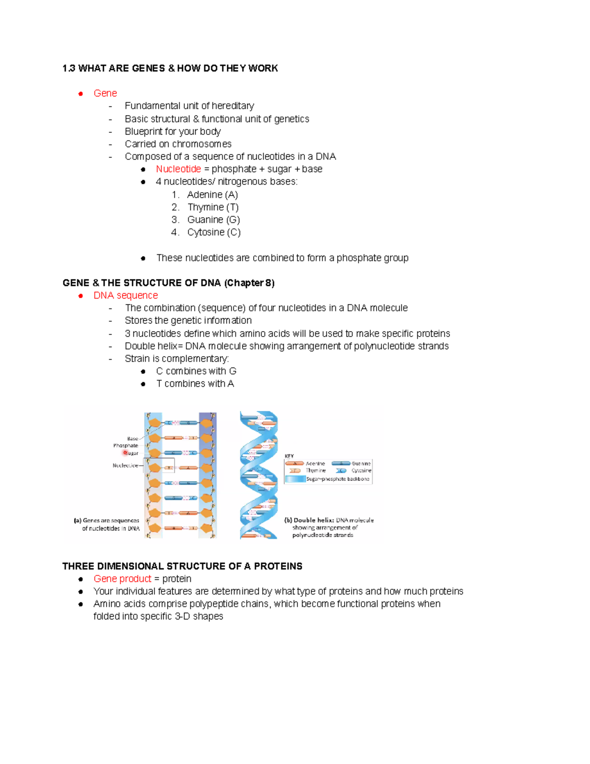 CELL 1030 Notes - 1 WHAT ARE GENES & HOW DO THEY WORK Gene ...