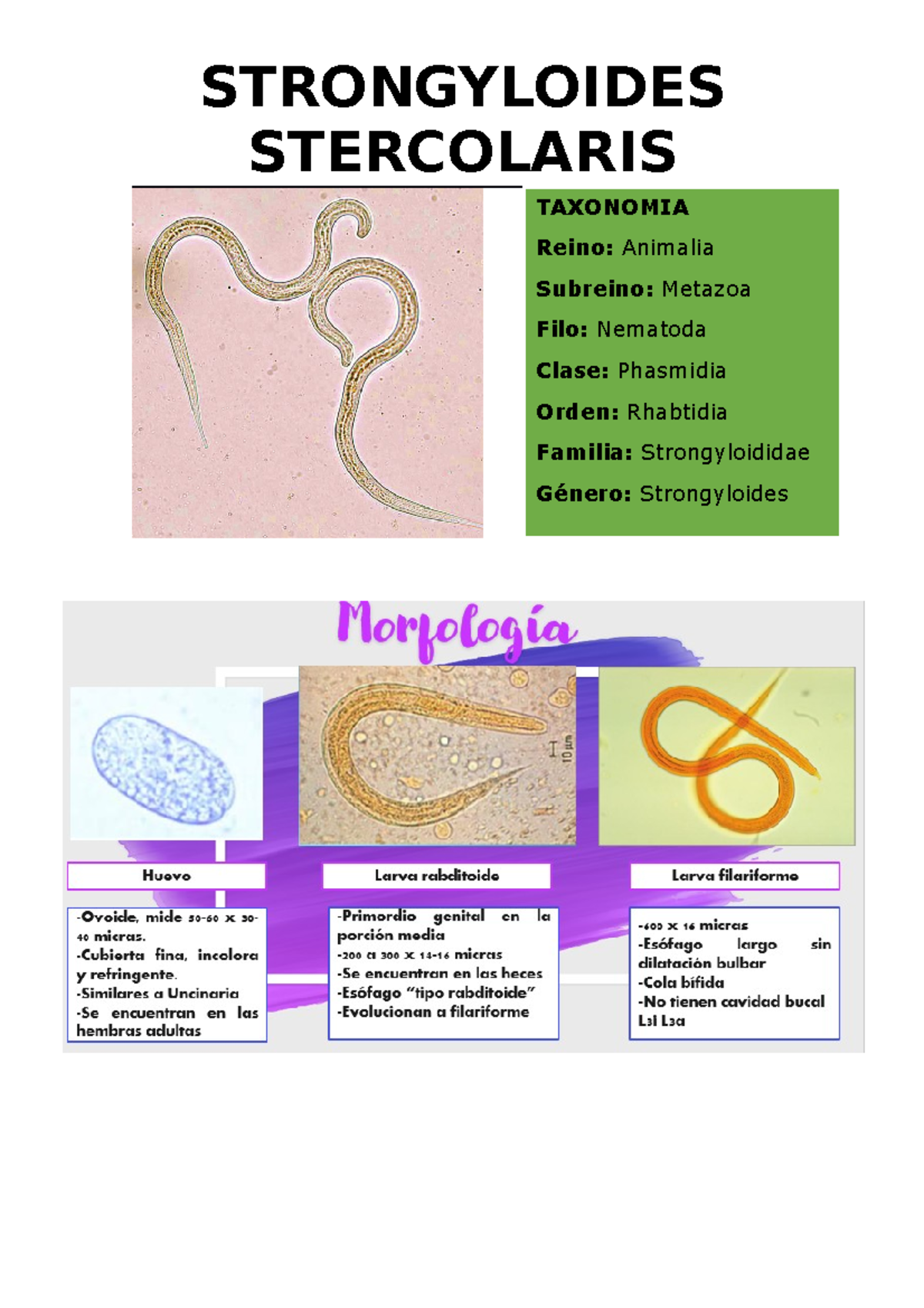 Strongiloides SS cuadro signotico ekkekke jBsbxck - STERCOLARIS ...