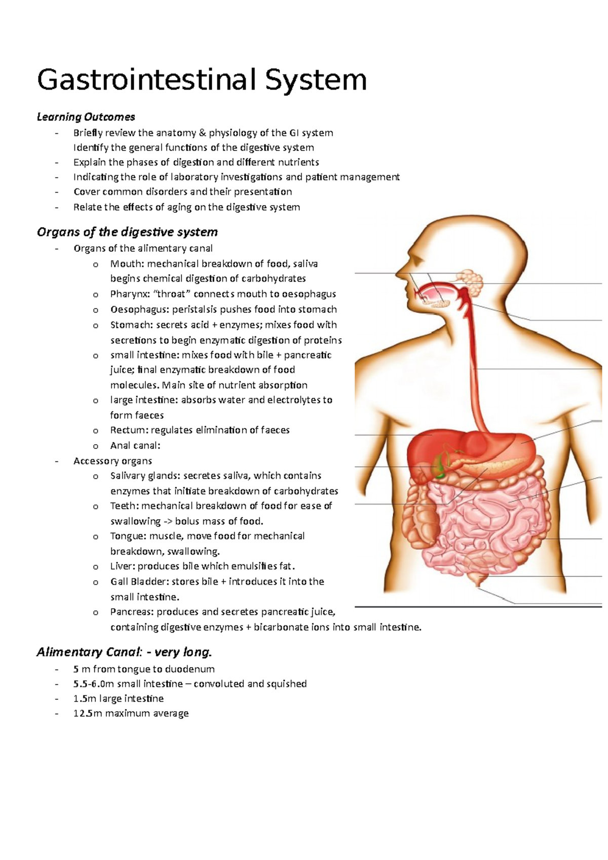 For Quiz 3 - quiz3 - Gastrointestinal System Learning Outcomes Briefly ...