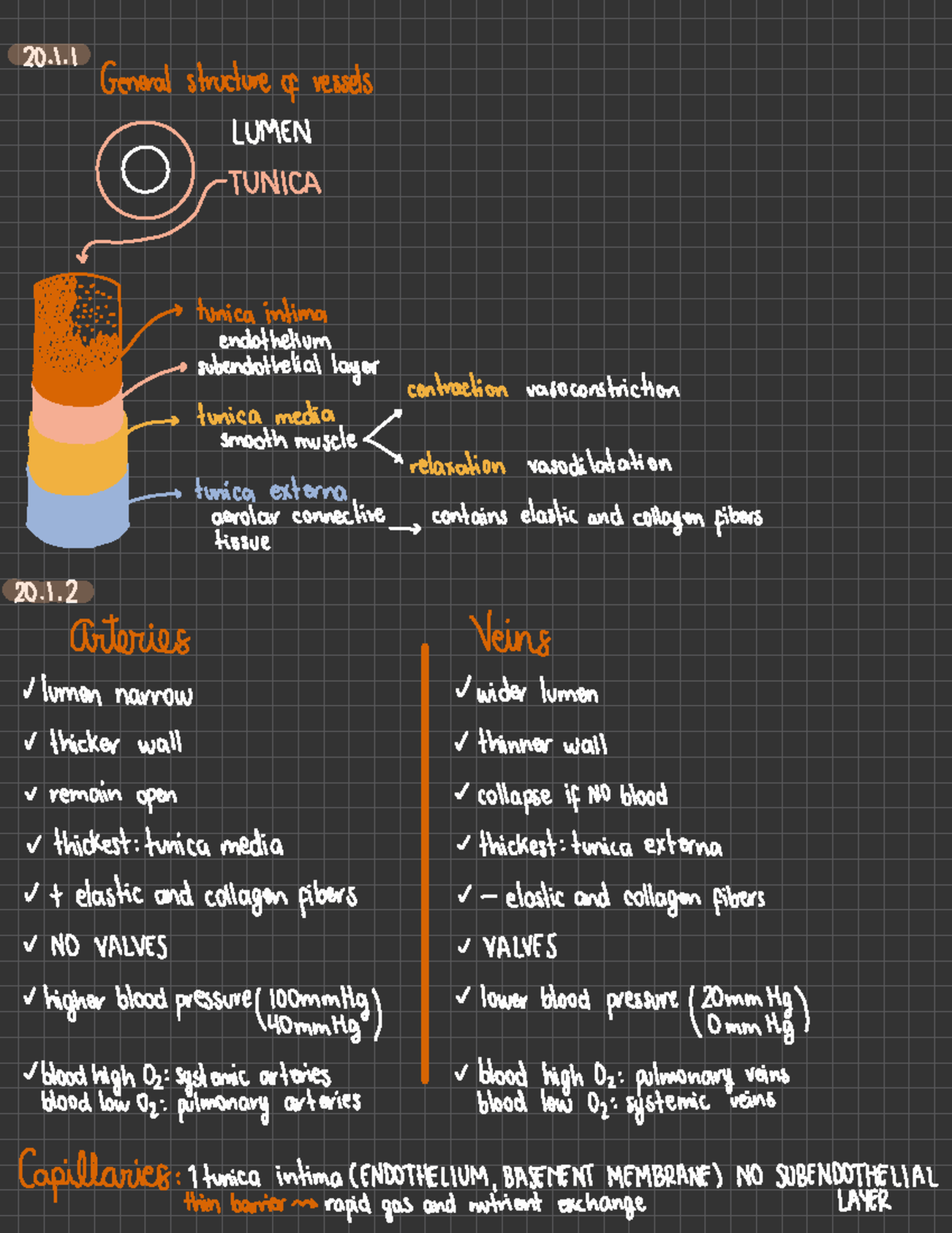 Chapter 20 - Vessels and Circulation - General structure of vessels ...
