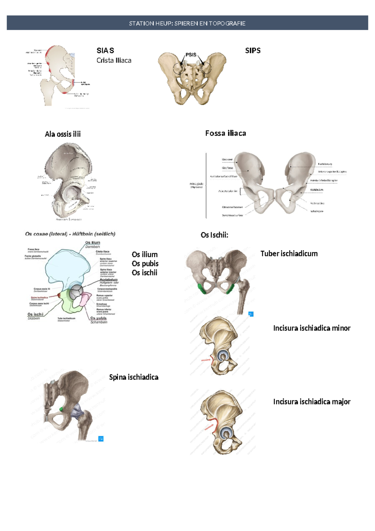 Anatomie Station heup - SIAS SIPS Crista Iliaca Ala ossis ilii Os ...