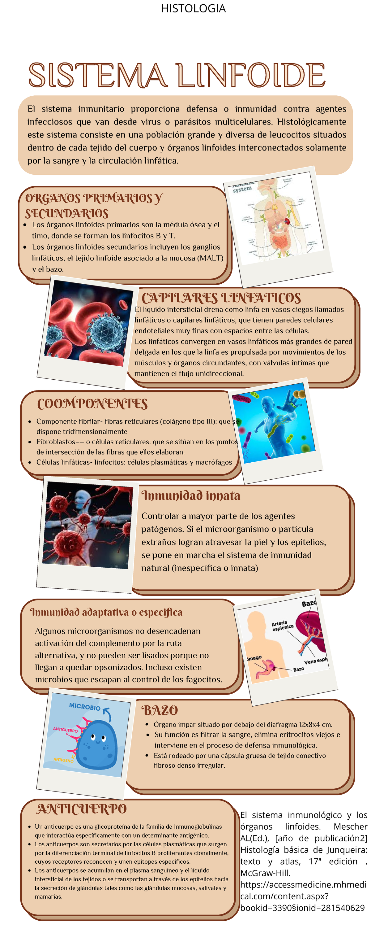 Infografia Sistema Linfatico - SISTEMA LINFOIDESISTEMA LINFOIDE El ...
