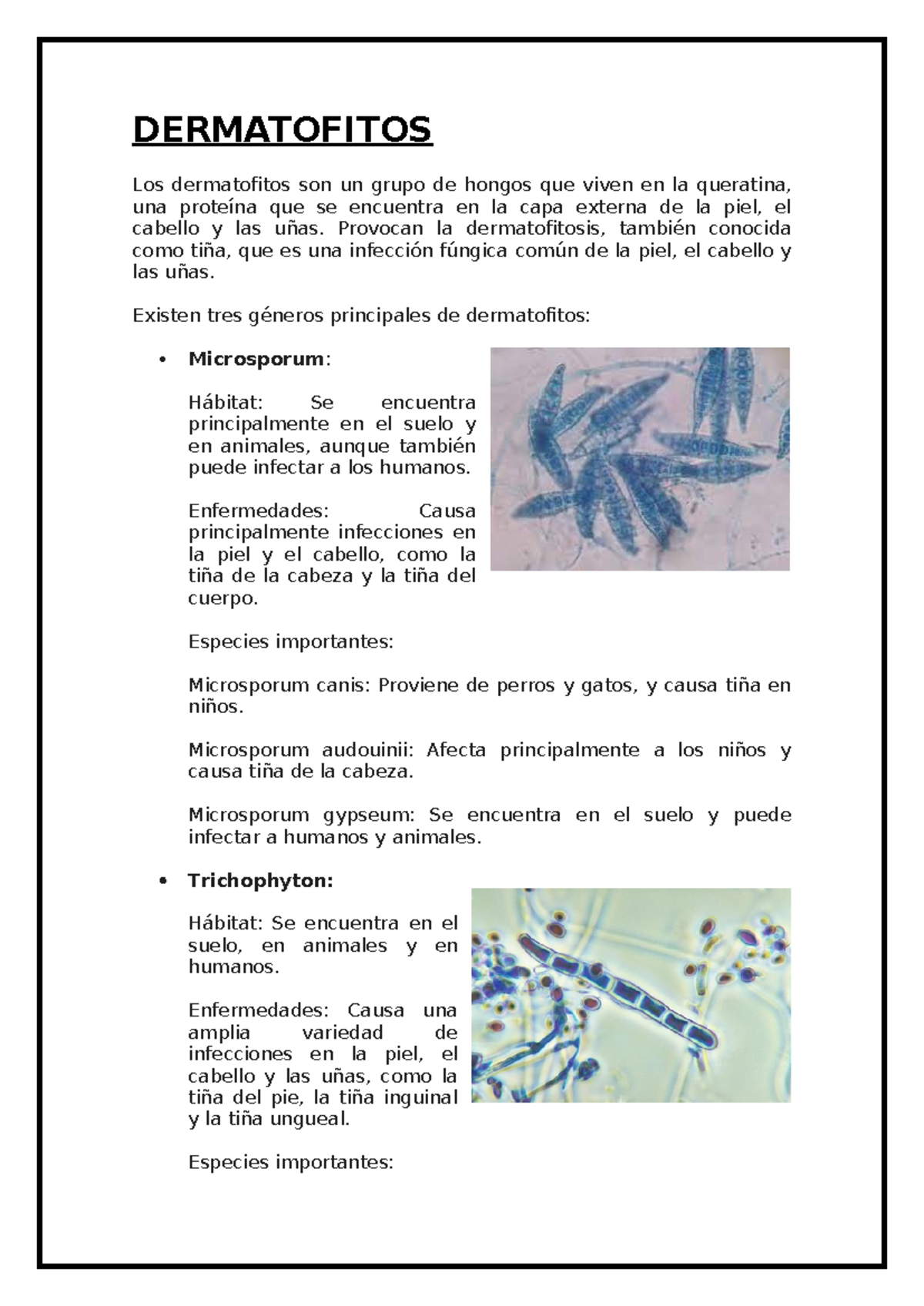 Dermatofitos - Provocan la dermatofitosis, también conocida como tiña ...