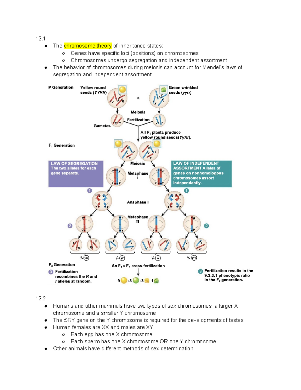BI 112 Chapter 12 - 12. The chromosome theory of inheritance states ...