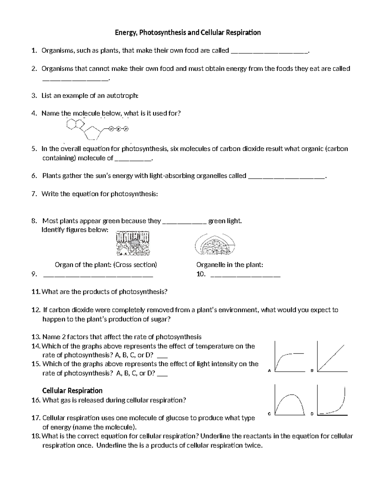 Phot-cell resp worksheet - Energy, Photosynthesis and Cellular ...