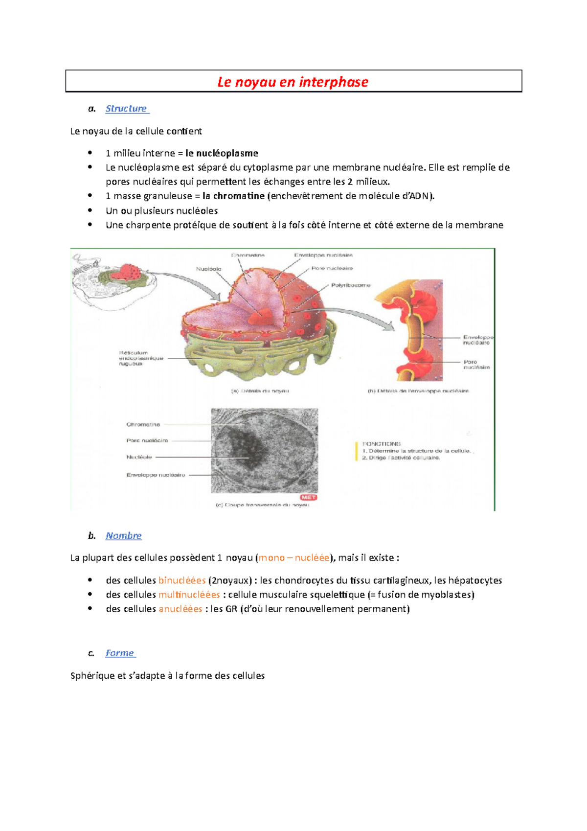 Le noyau en interphase - Structure Le noyau de la cellule contient 1 ...