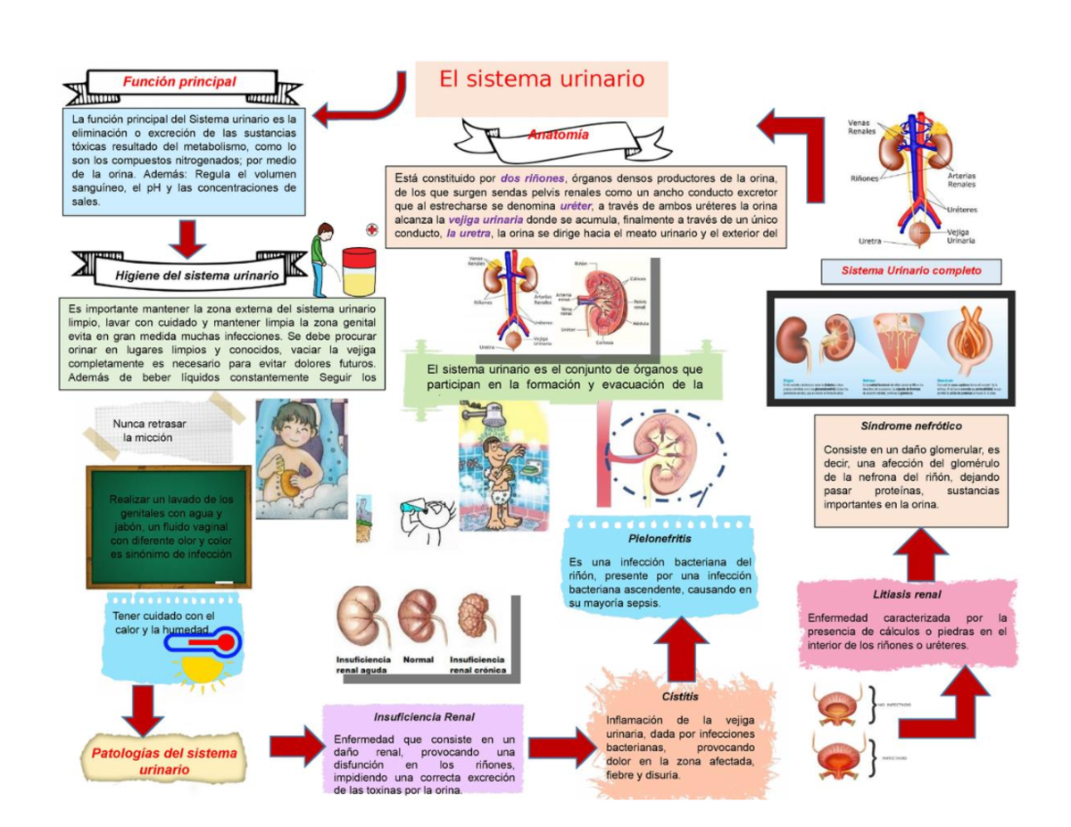 Mapa mental riñones - Función principal El sistema urinario Human La función principal del ...