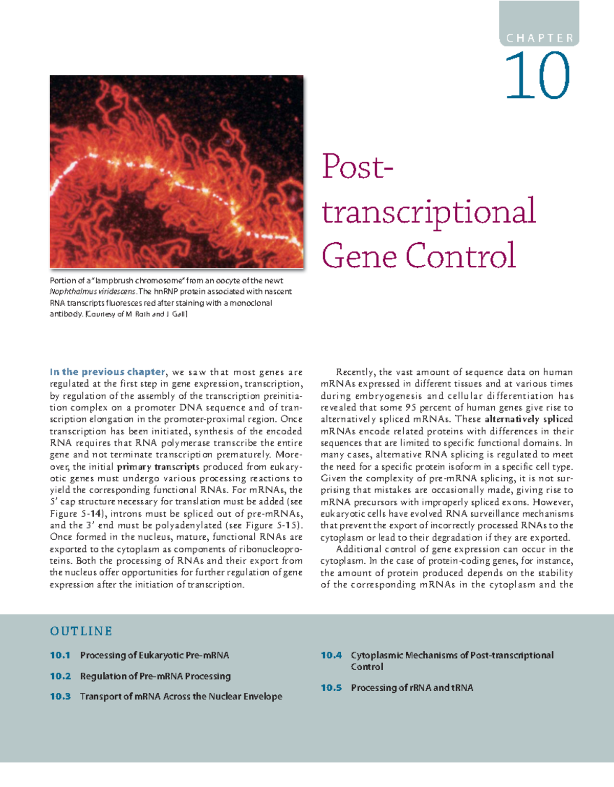 chapter 10. molecular - C H A P T E R 10 Post- transcriptional Gene ...