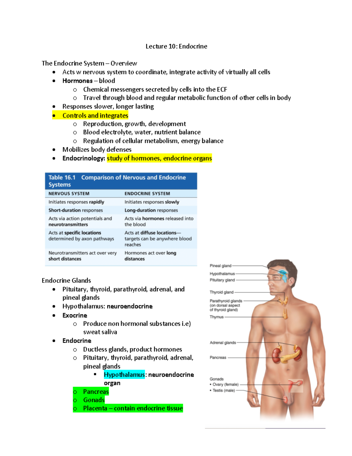 Lecture 10 - Endocrine - Dr. Gee & Dr. Downey - Lecture 10: Endocrine ...