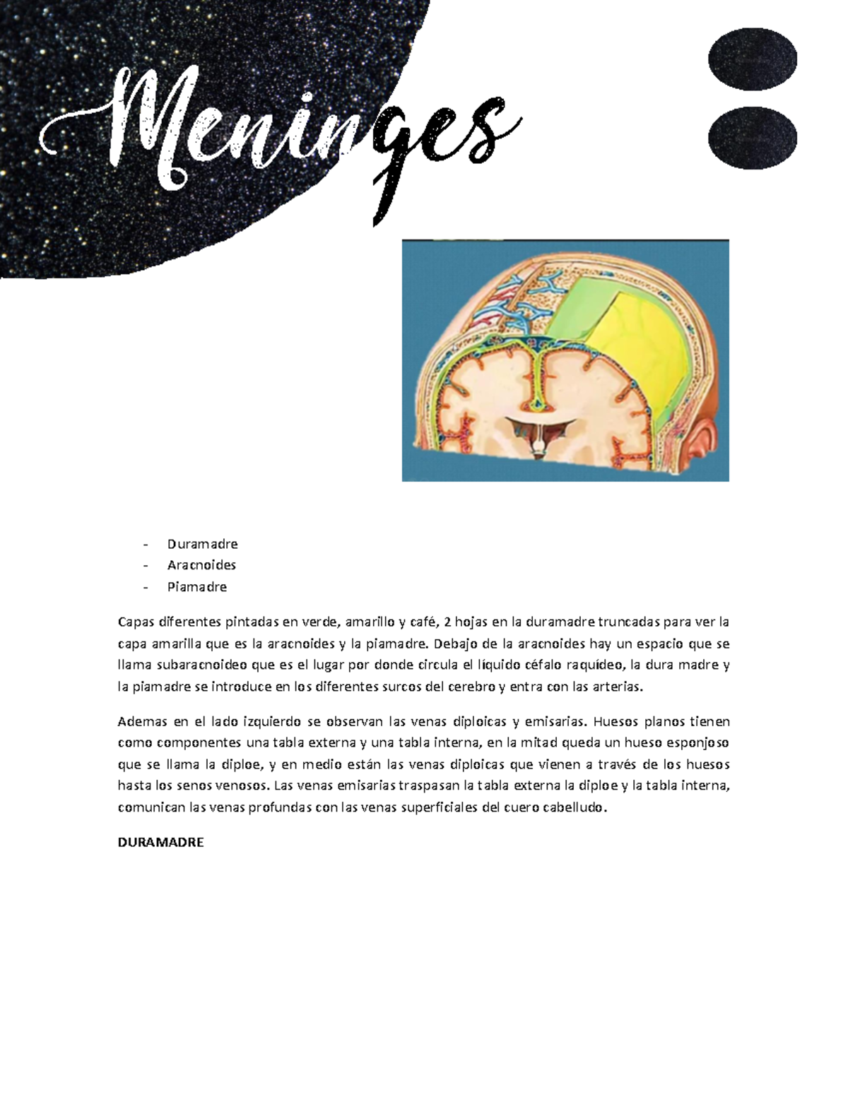 Resumen meninges, duramadre, piamadre, aracnoides. - Duramadre ...