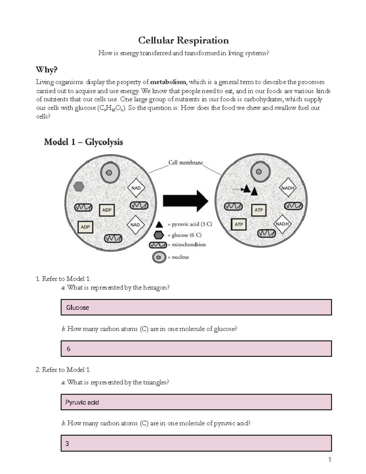 Kami Export - Pogil Cellular Respiration-S Google Doc 20-21 - Cellular ...