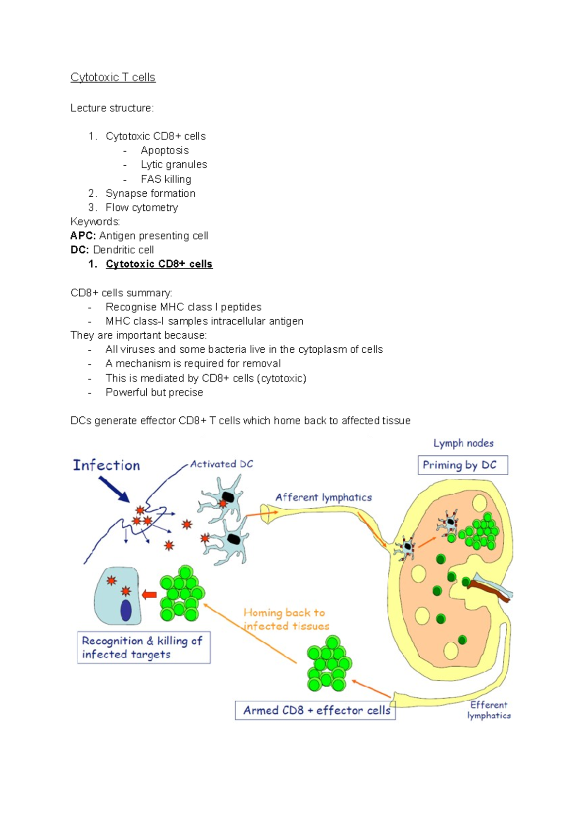 Immunology - Lecture 8 (Cytotoxic T cells) - Cytotoxic T cells Lecture ...