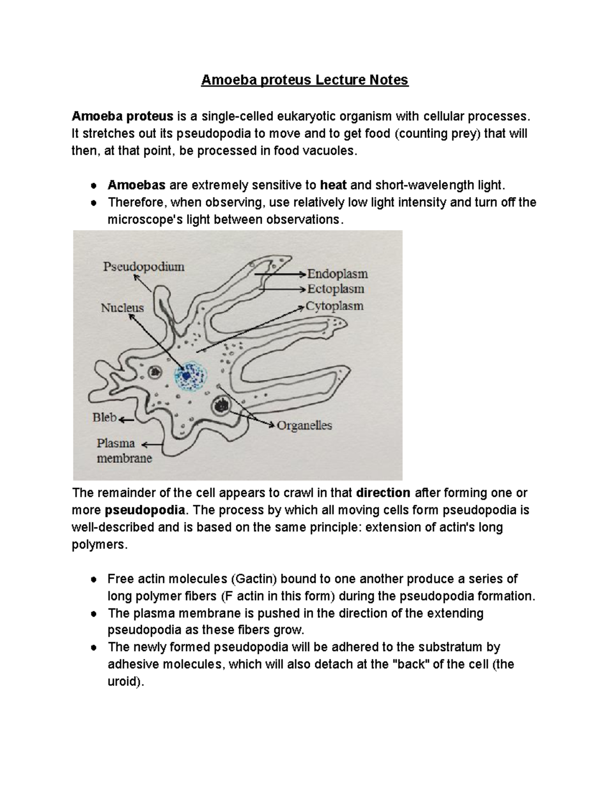 Amoeba proteus Lecture Notes - Amoeba proteus Lecture Notes Amoeba ...