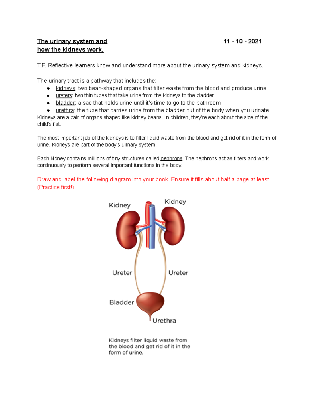 How the kidneys work - 1234 - The urinary system and 11 - 10 - 2021 how ...